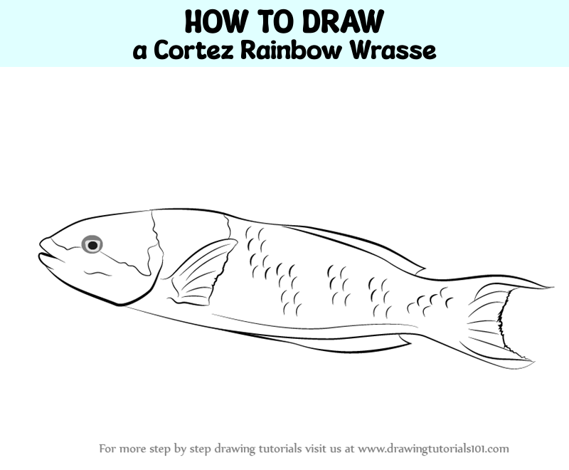 How to Draw a Cortez Rainbow Wrasse (Fishes) Step by Step ...
