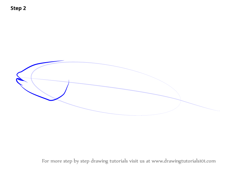 How to Draw a Cortez Rainbow Wrasse (Fishes) Step by Step ...