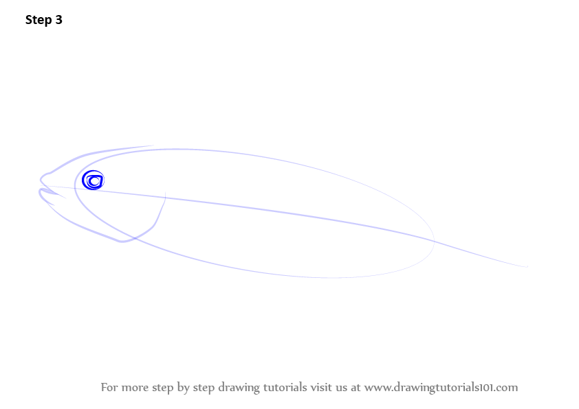 How to Draw a Cortez Rainbow Wrasse (Fishes) Step by Step ...