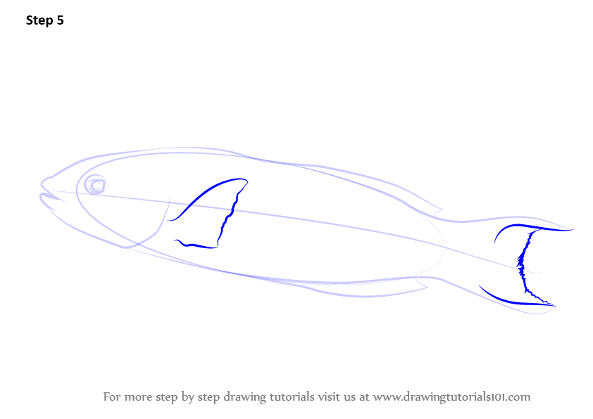 How to Draw a Cortez Rainbow Wrasse (Fishes) Step by Step ...