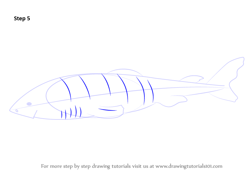 How to Draw a Greenland Shark (Fishes) Step by Step ...