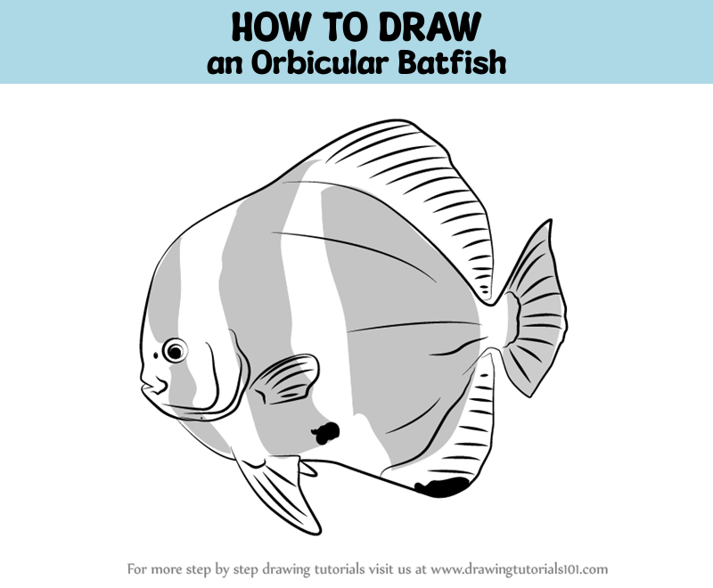 How to Draw an Orbicular Batfish (Fishes) Step by Step ...