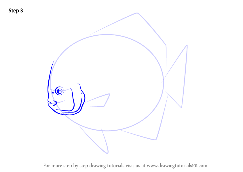 How to Draw an Orbicular Batfish (Fishes) Step by Step ...