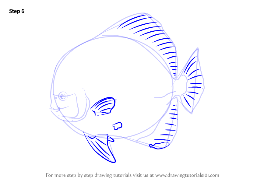 How to Draw an Orbicular Batfish (Fishes) Step by Step ...