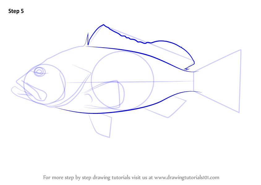 How to Draw a Red Grouper (Fishes) Step by Step | DrawingTutorials101.com