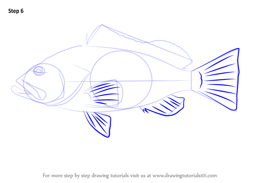 How to Draw a Red Grouper (Fishes) Step by Step | DrawingTutorials101.com