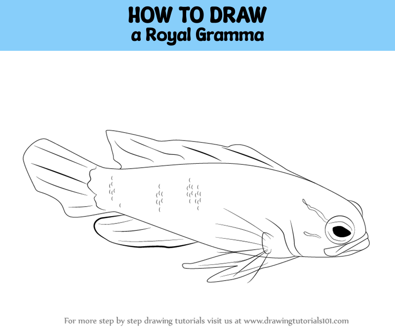 How to Draw a Royal Gramma (Fishes) Step by Step | DrawingTutorials101.com
