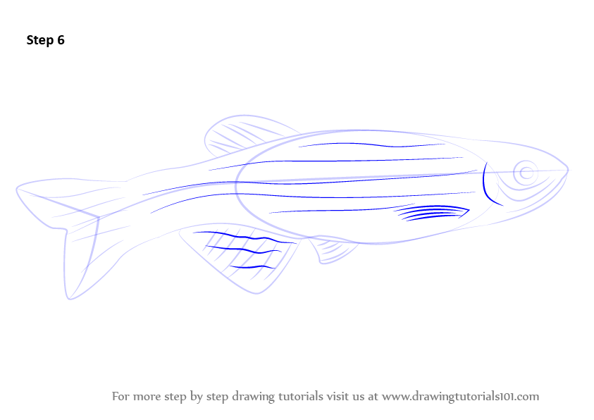 How to Draw a Zebrafish (Fishes) Step by Step | DrawingTutorials101.com