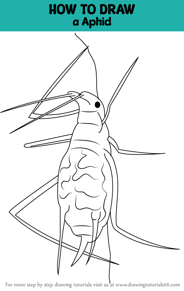 How to Draw a Aphid (Insects) Step by Step | DrawingTutorials101.com