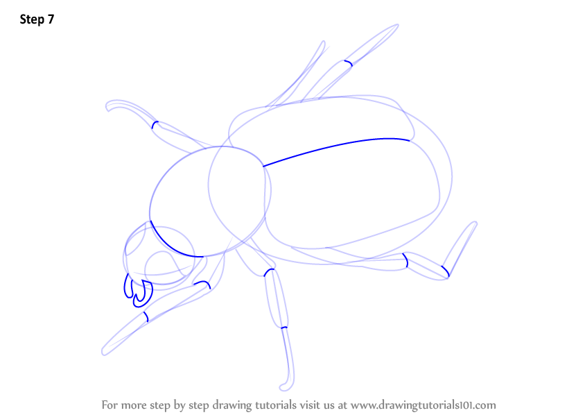 How to Draw a Bee Beetle (Insects) Step by Step | DrawingTutorials101.com