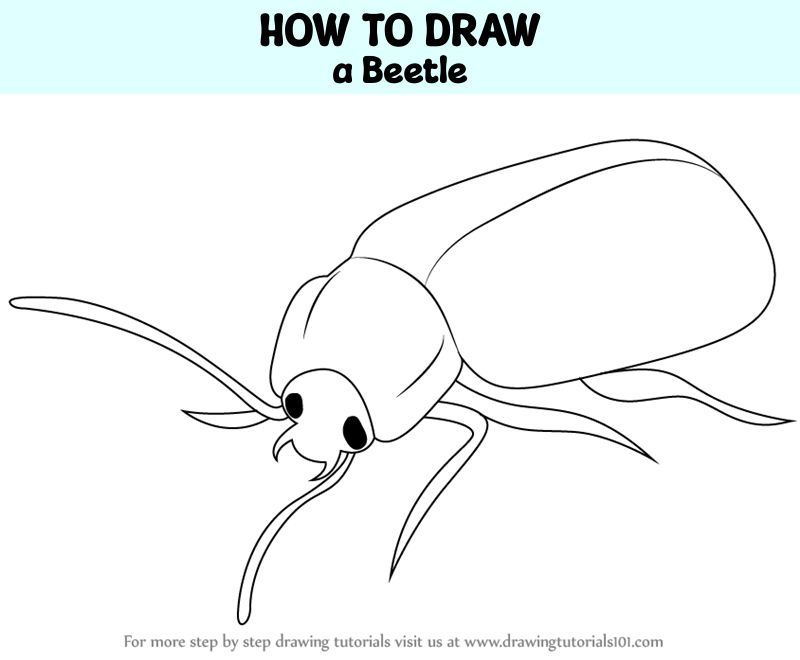 How to Draw a Beetle (Insects) Step by Step | DrawingTutorials101.com