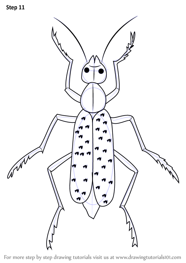 How to Draw a Blister Beetle (Insects) Step by Step ...