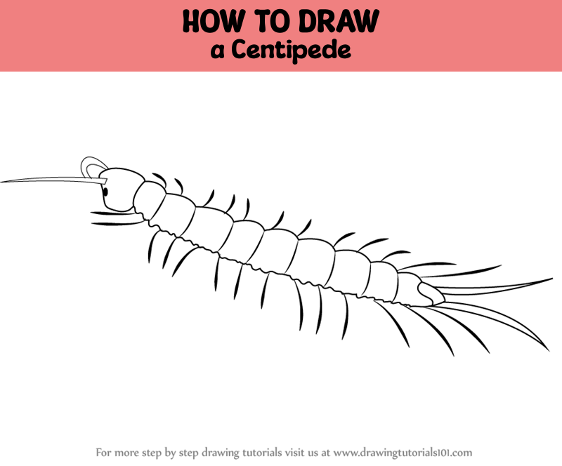 How to Draw a Centipede (Insects) Step by Step | DrawingTutorials101.com