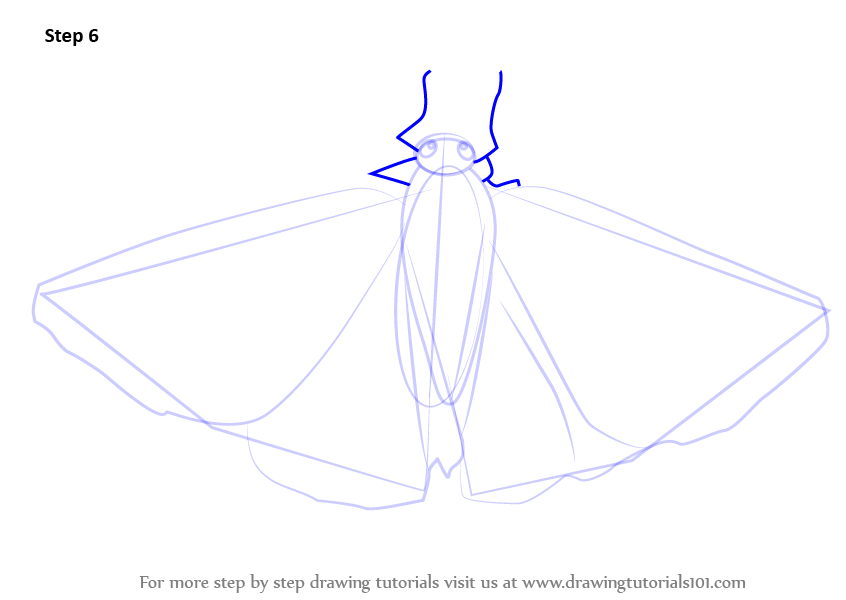How to Draw a Cinnabar Moth (Insects) Step by Step ...