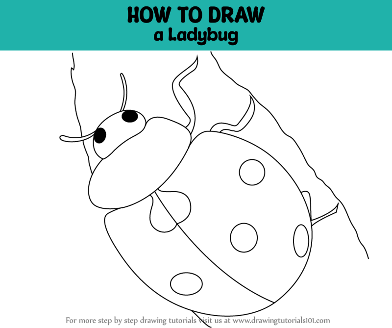How to Draw a Ladybug (Insects) Step by Step | DrawingTutorials101.com
