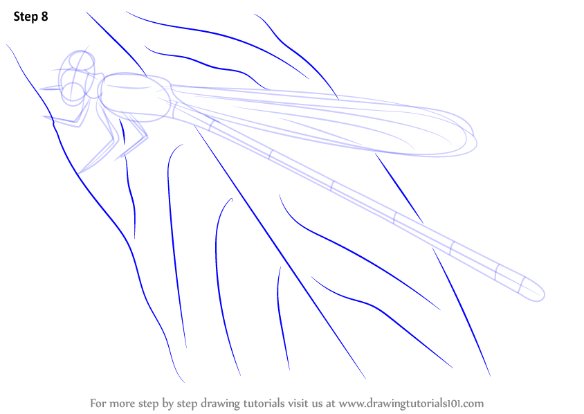 How to Draw an Orangeblack Hawaiian Damselfly (Insects) Step by Step ...
