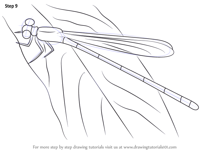 Damselfly Drawing