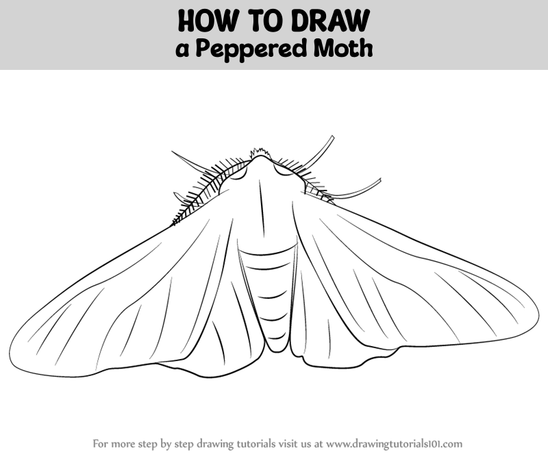 How to Draw a Peppered Moth (Insects) Step by Step ...