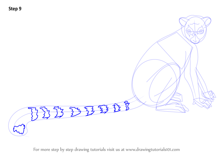 How to Draw a Ring-Tailed Lemur (Lemurs) Step by Step ...