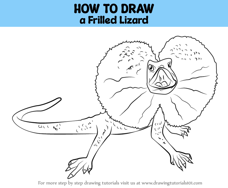 How to Draw a Frilled Lizard (Lizards) Step by Step | DrawingTutorials101.com