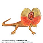 Learn How to Draw an Uma Lizard (Lizards) Step by Step : Drawing Tutorials