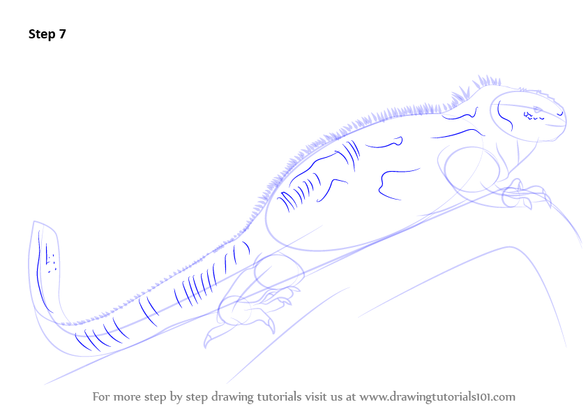 How to Draw a Marine Iguana (Lizards) Step by Step ...