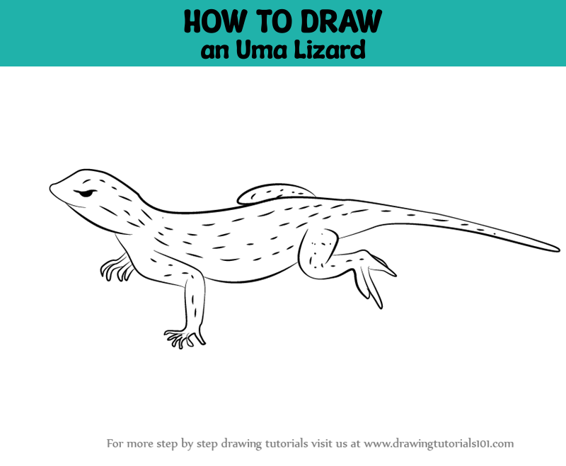 How to Draw an Uma Lizard (Lizards) Step by Step | DrawingTutorials101.com