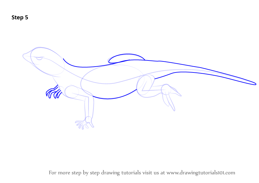 How to Draw an Uma Lizard (Lizards) Step by Step | DrawingTutorials101.com