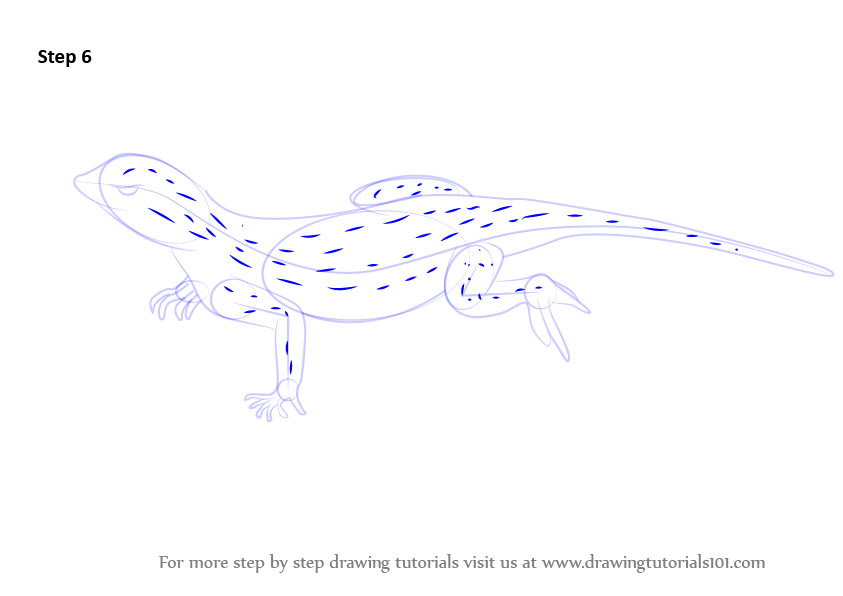 How to Draw an Uma Lizard (Lizards) Step by Step | DrawingTutorials101.com