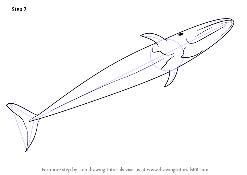 How to Draw a Fin Whale (Marine Mammals) Step by Step ...