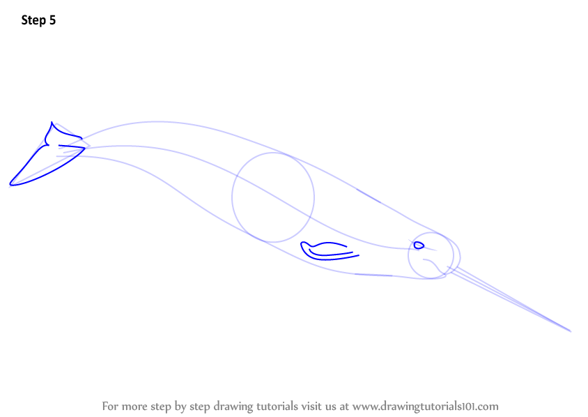 How to Draw a Narwhale (Marine Mammals) Step by Step ...