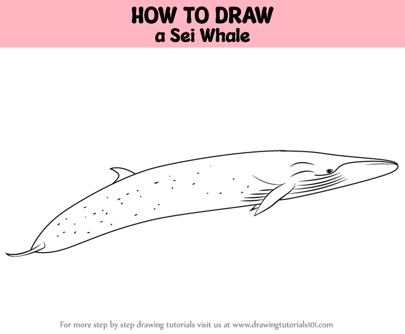 How to Draw a Sei Whale (Marine Mammals) Step by Step ...