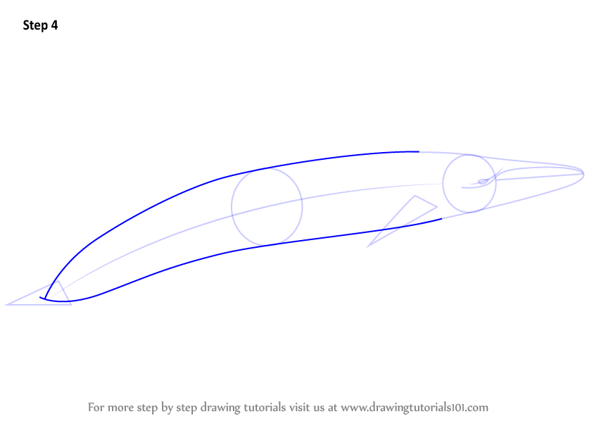 How to Draw a Sei Whale (Marine Mammals) Step by Step ...