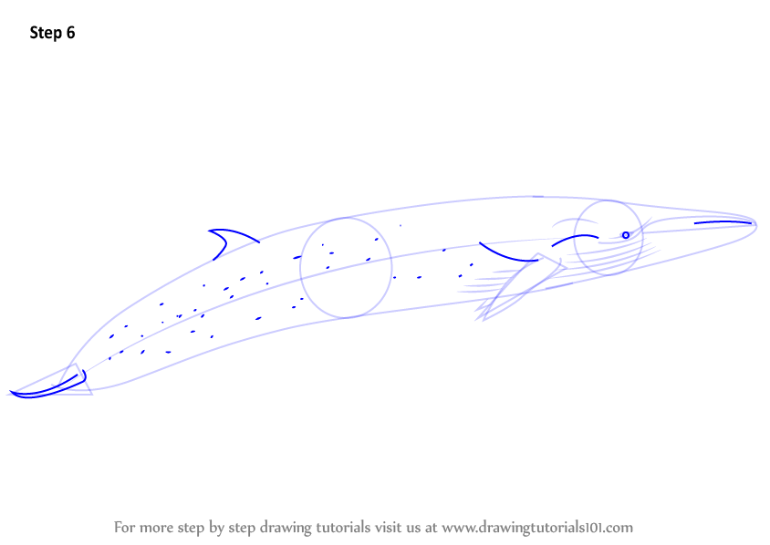 How to Draw a Sei Whale (Marine Mammals) Step by Step ...