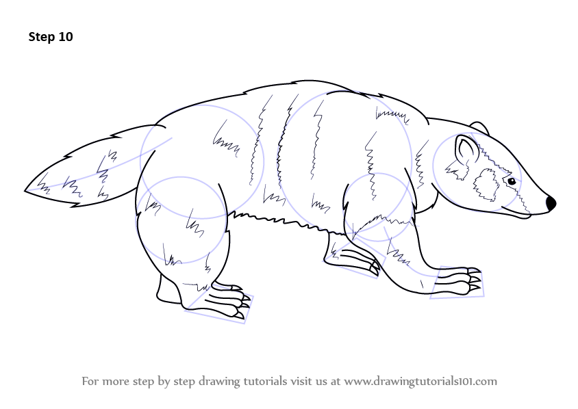 How to Draw an American Badger (Other Animals) Step by Step ...