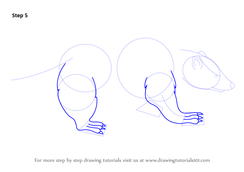 How to Draw an American Badger (Other Animals) Step by Step ...