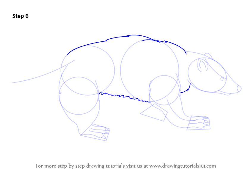 How to Draw an American Badger (Other Animals) Step by Step ...
