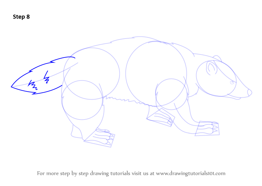 How to Draw an American Badger (Other Animals) Step by Step ...