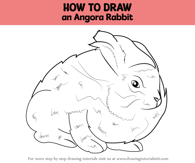 How to Draw an Angora Rabbit (Other Animals) Step by Step ...