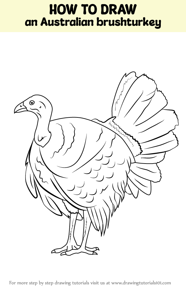 How to Draw an Australian brushturkey (Other Animals) Step by Step ...