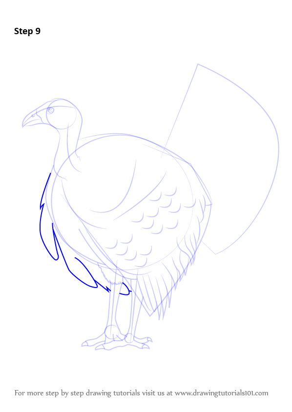 How to Draw an Australian brushturkey (Other Animals) Step by Step ...