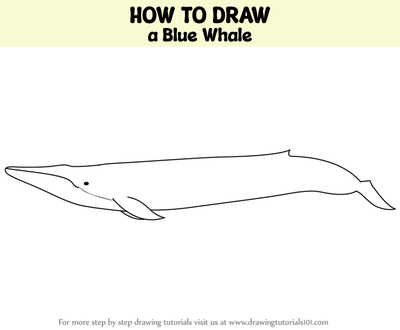 How to Draw a Blue Whale (Other Animals) Step by Step ...