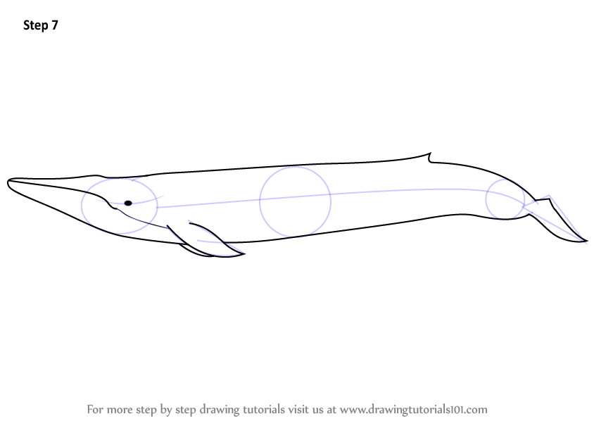 Steps To Draw A Whale