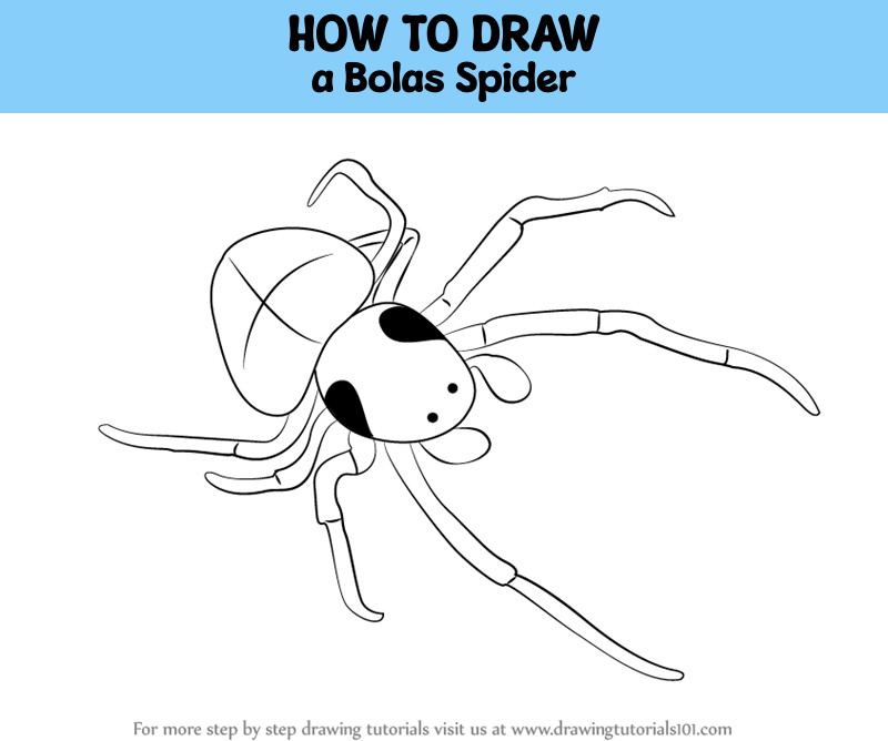 How to Draw a Bolas Spider (Other Animals) Step by Step ...