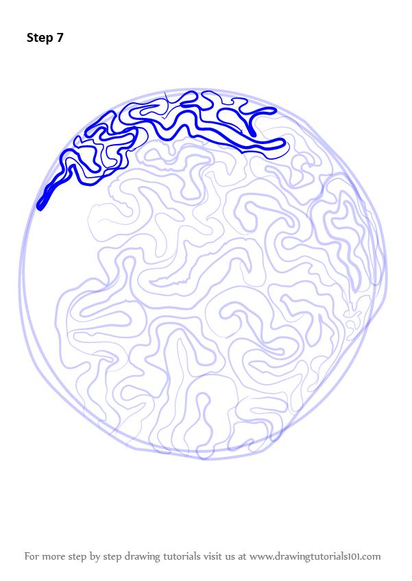 How to Draw a Brain Coral (Other Animals) Step by Step ...
