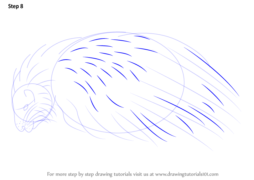 How to Draw a Crested Porcupine (Other Animals) Step by Step ...