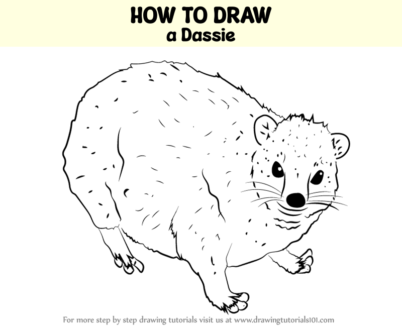 How to Draw a Dassie (Other Animals) Step by Step | DrawingTutorials101.com