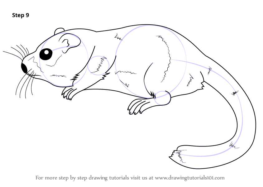 How to Draw a Dormouse (Other Animals) Step by Step ...