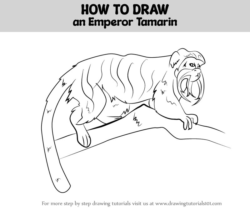 How to Draw an Emperor Tamarin (Other Animals) Step by Step ...