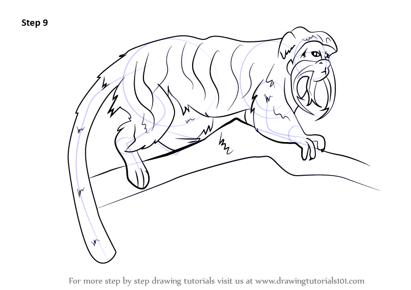 How to Draw an Emperor Tamarin (Other Animals) Step by Step ...